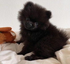 CUCCIOLI DI SPITZ DI POMERANIA NERO